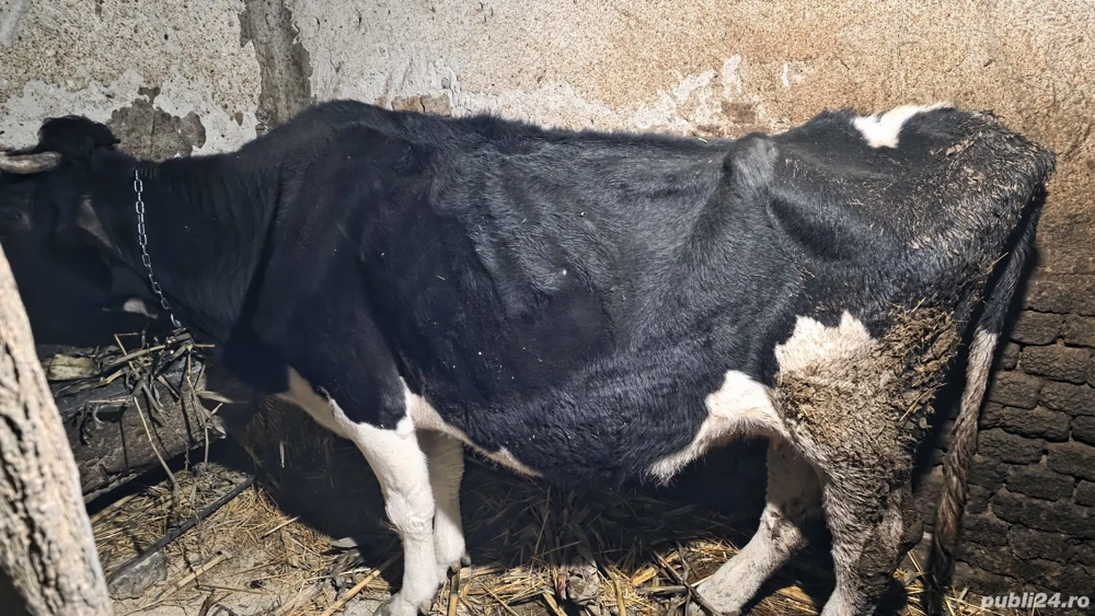 Vaca de vanzare Vladila - Animale