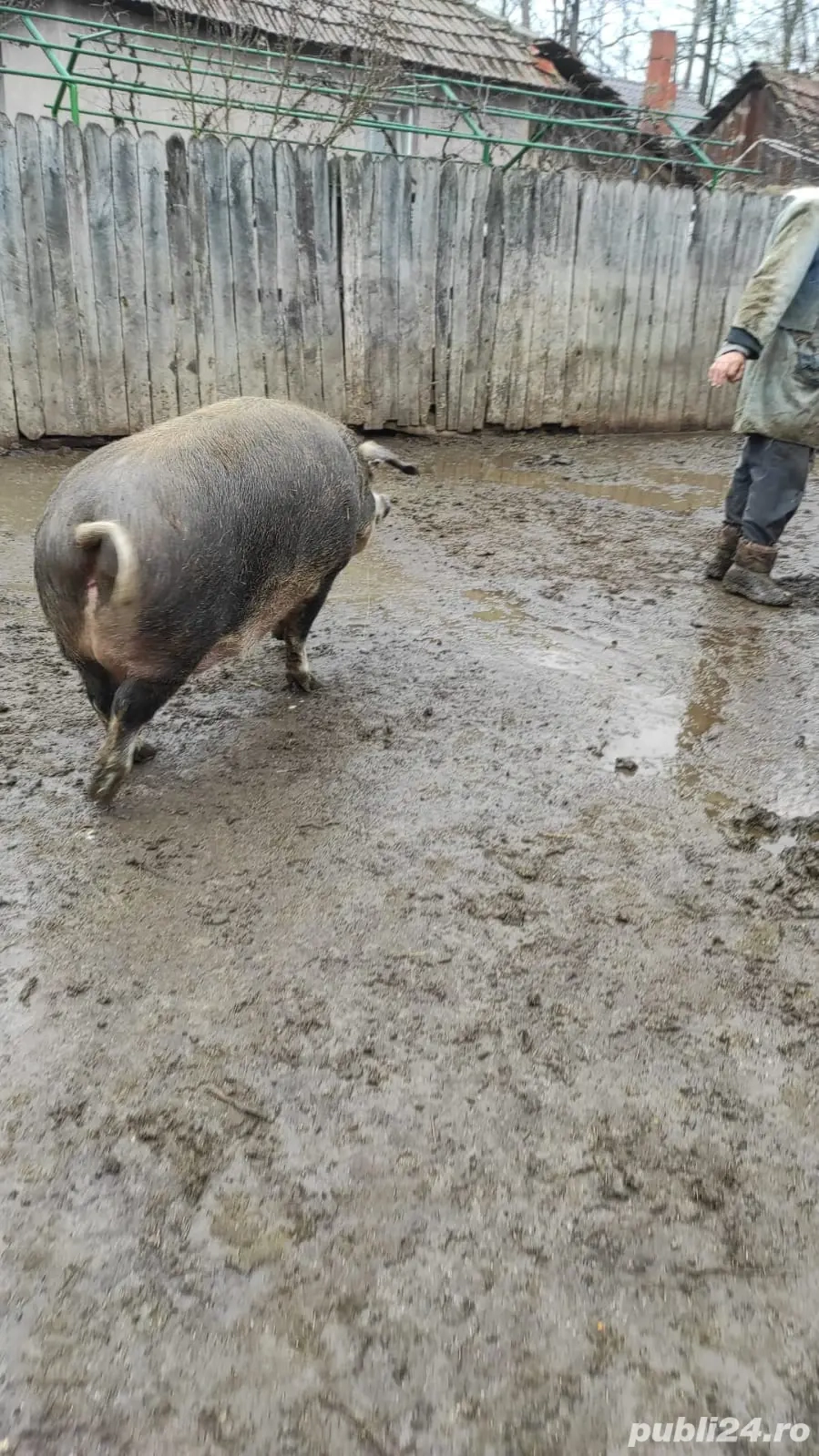 Purcea de vânzare Filiasi - Animale