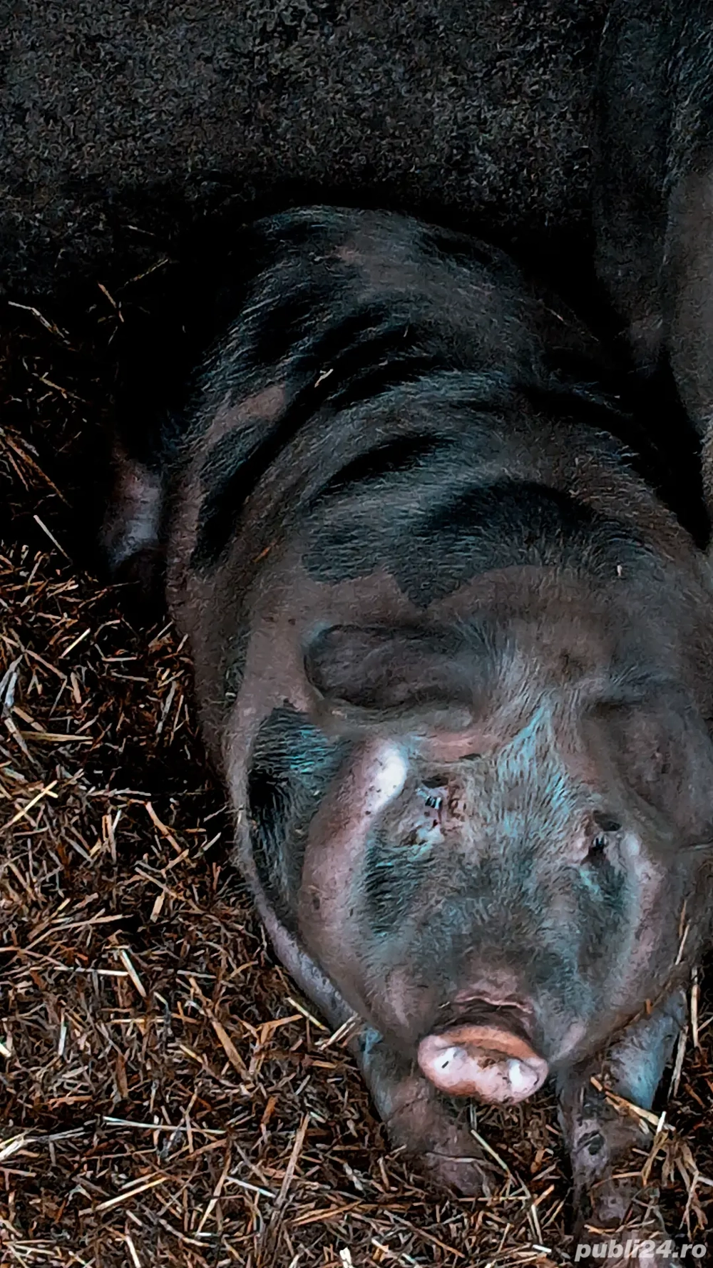 Vand porc Agris - Animale