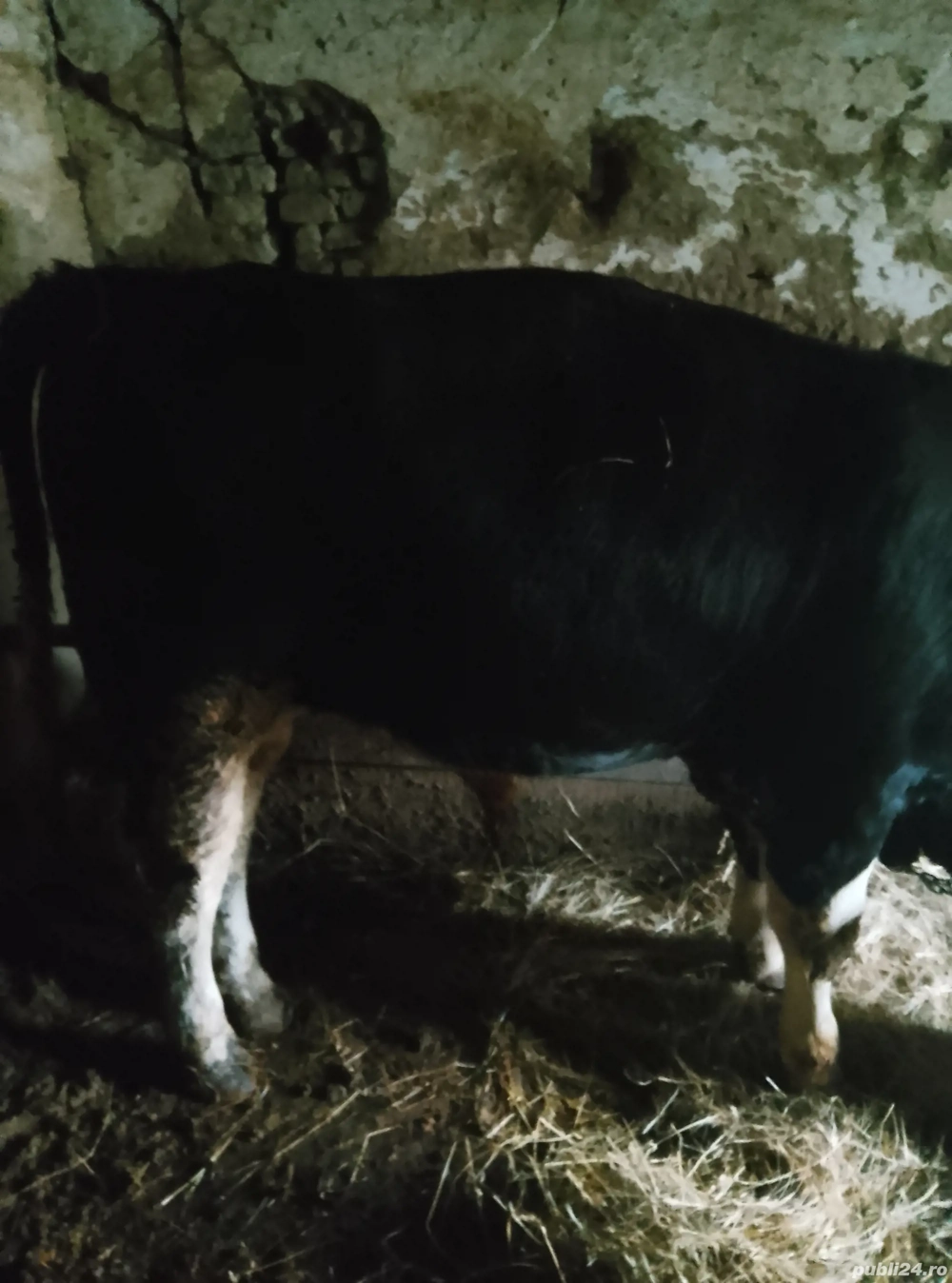 Vand taur gras Petroman - Animale