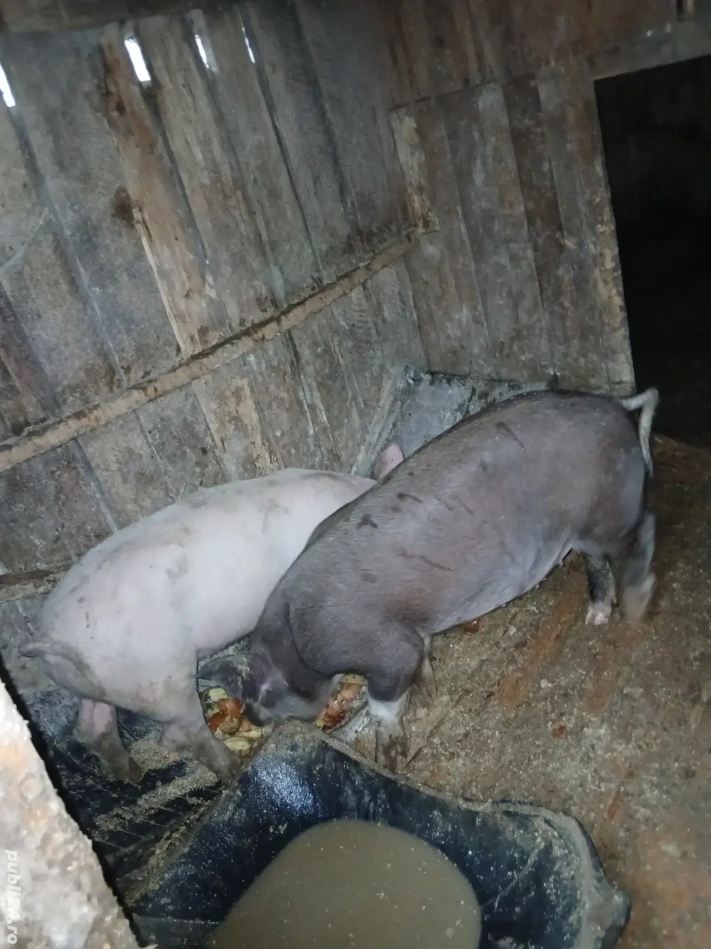 Purcei de vanzare Balteni - Animale