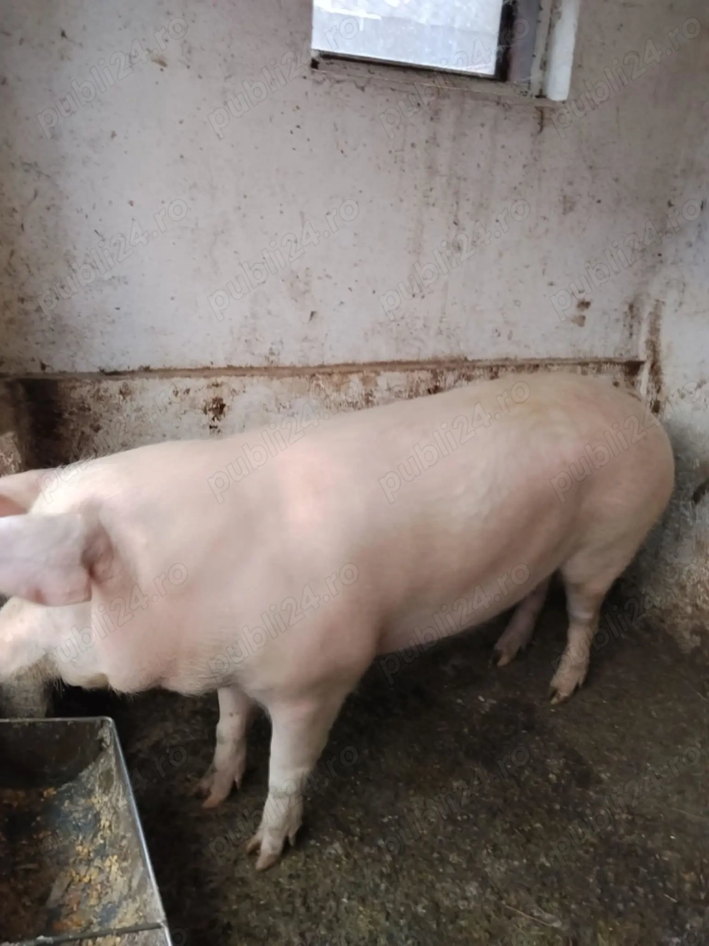 Porc de vanzare... Huedin - Animale