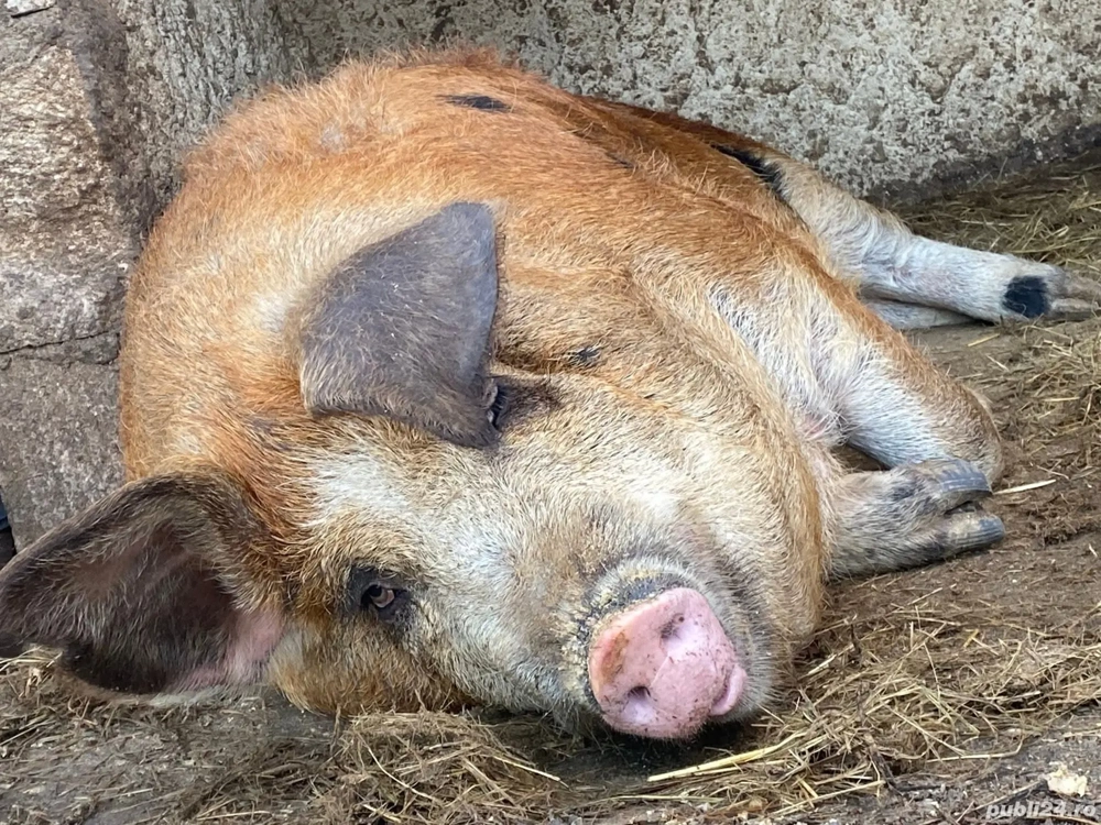 Purcea de vânzare ! Gura Foii - Animale