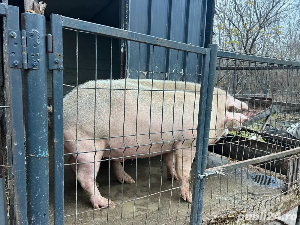 Porc de vanzare Ardeoani - Animale