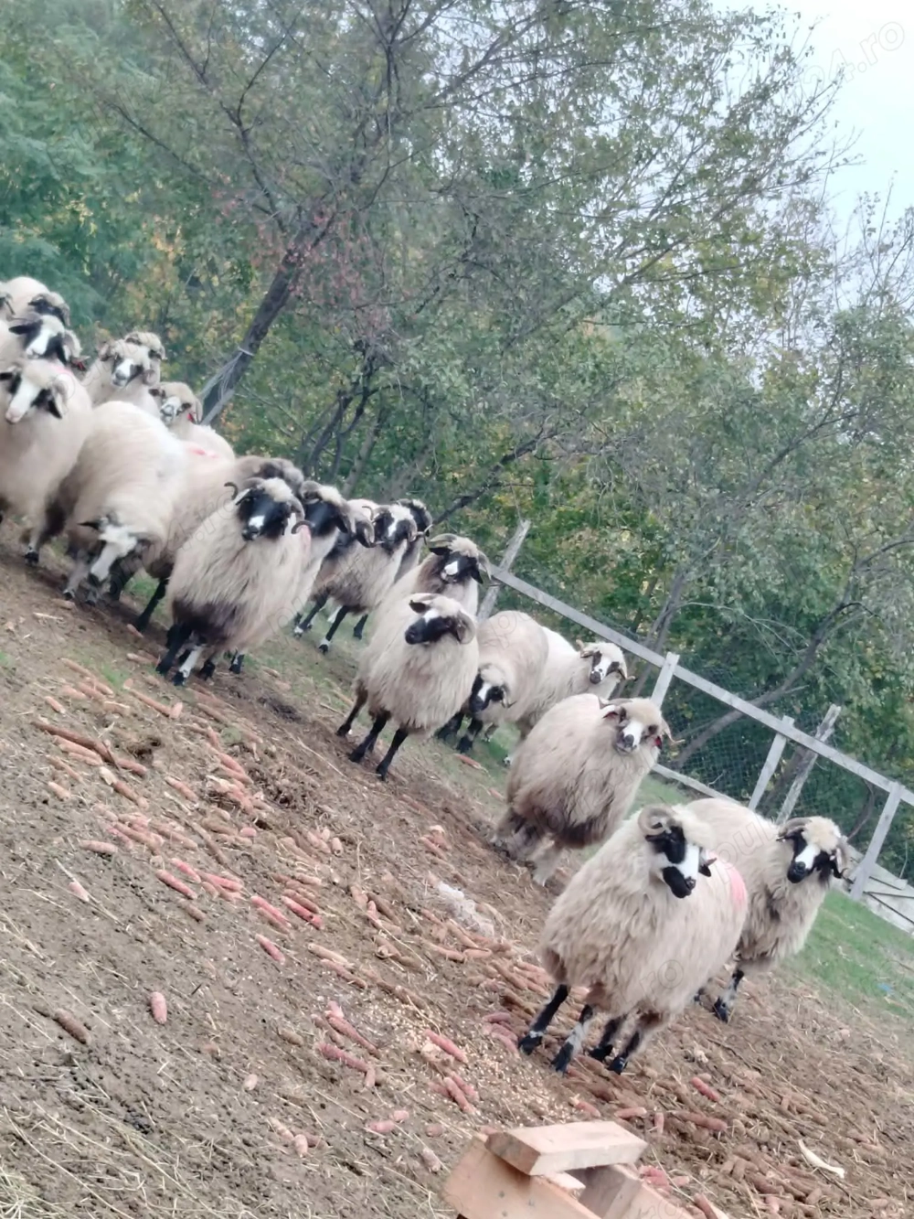 Vând oi breze toate Berzovia - Animale