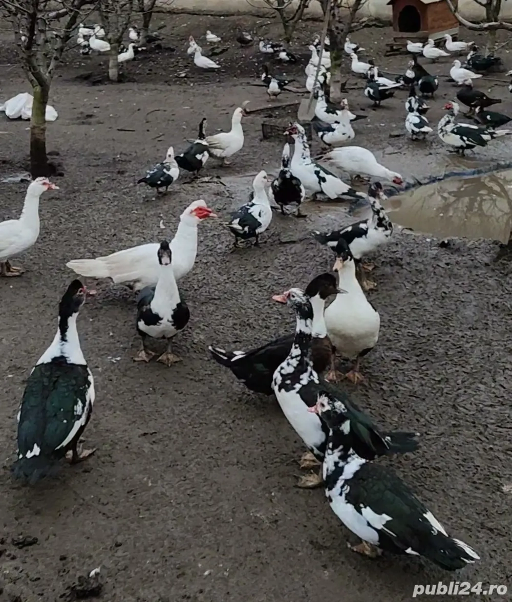 Rate si Gaste Timisoara - Animale