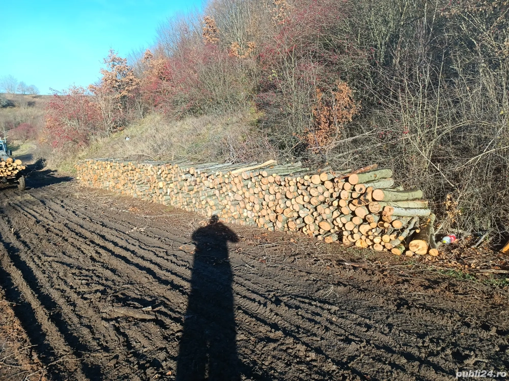 Lemne de foc esență tare fag si carpen Brasov - Casa si gradina