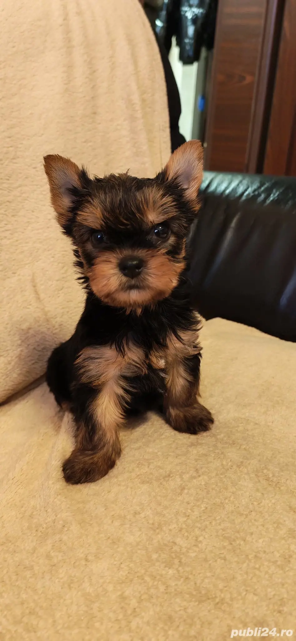 Yorkshire terrier Traian - Animale