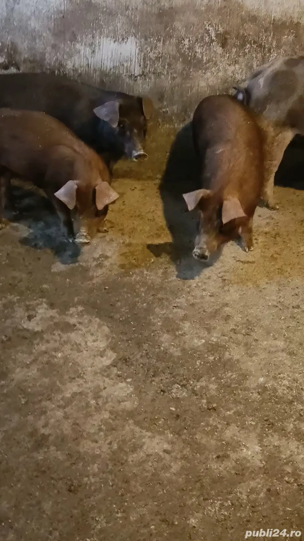 Vand purcei Duroc Mandra - Animale