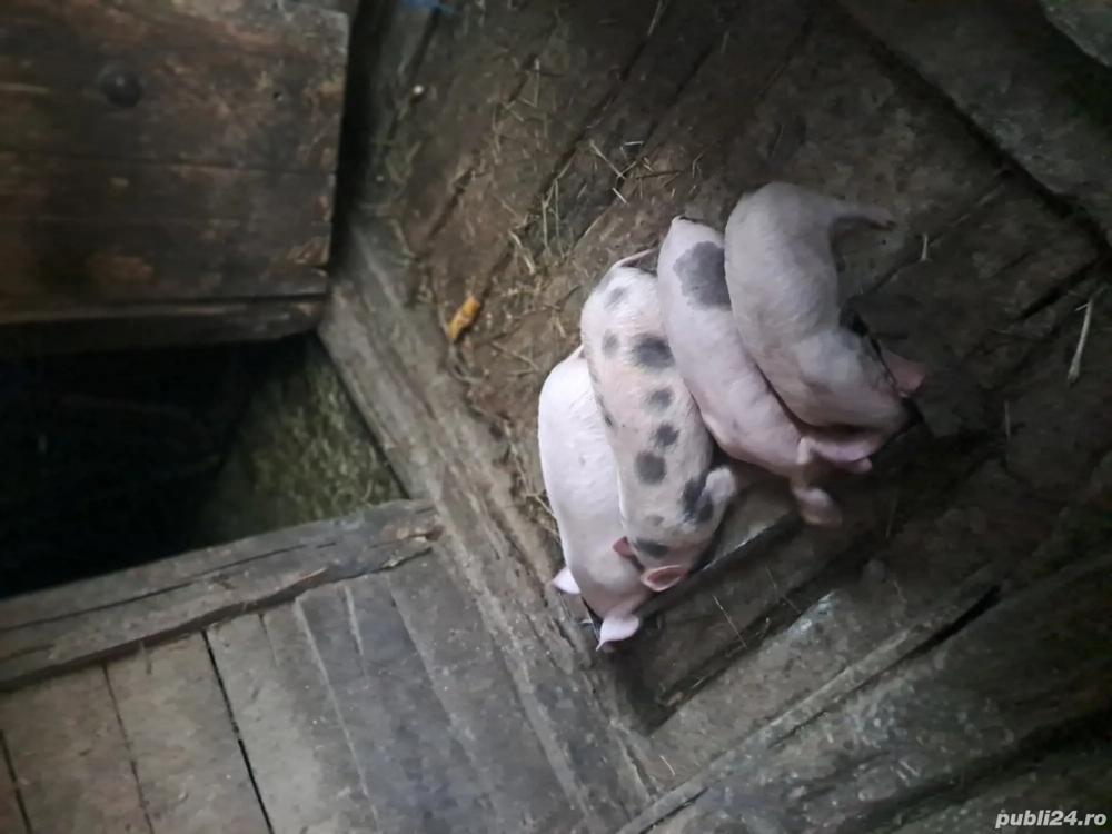 Purcei de vanzare Preoteasa - Animale