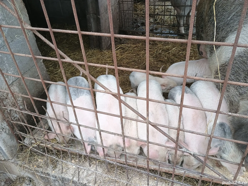 Purcei 6 săptămâni Mihesu de Campie - Animale