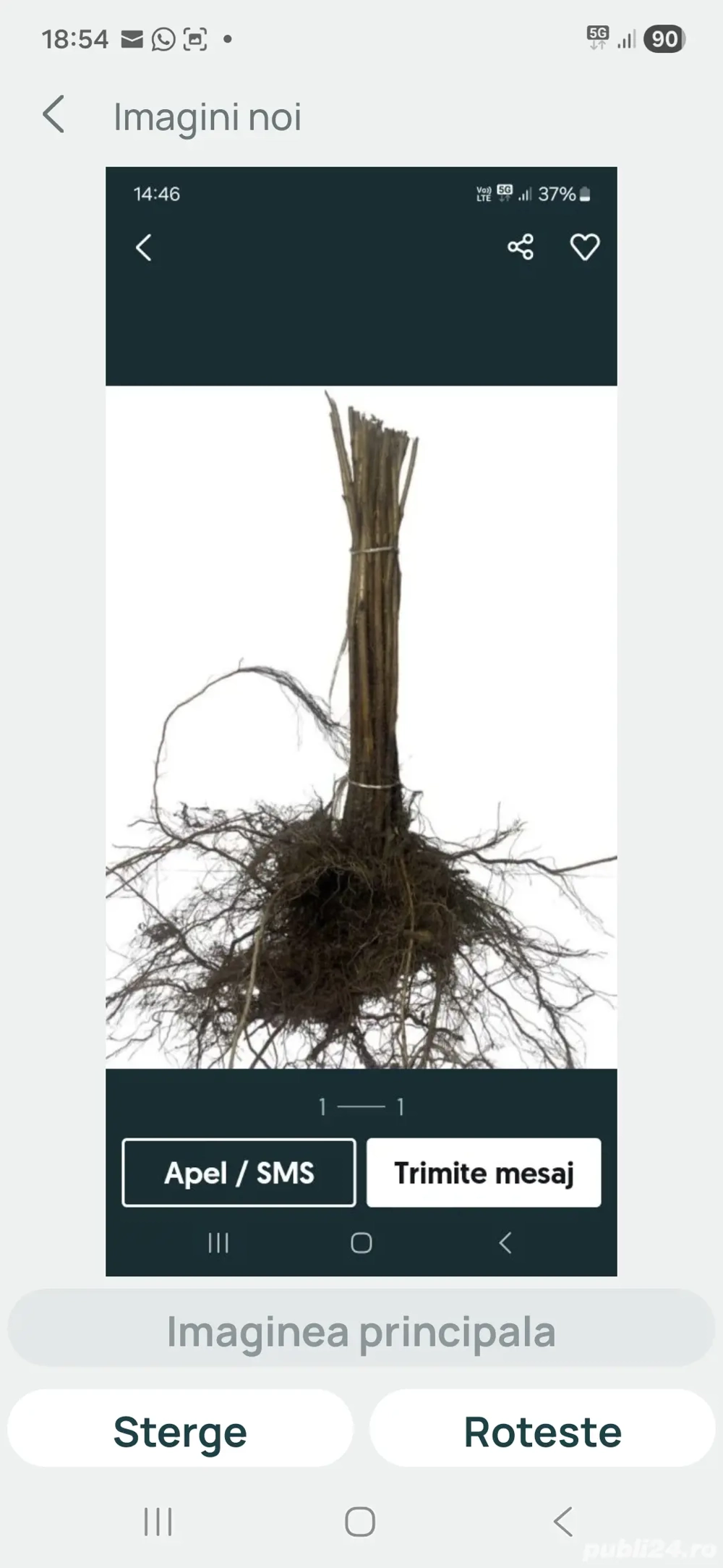 Drajoni zmeură și mur Sector 6 - Casa si gradina