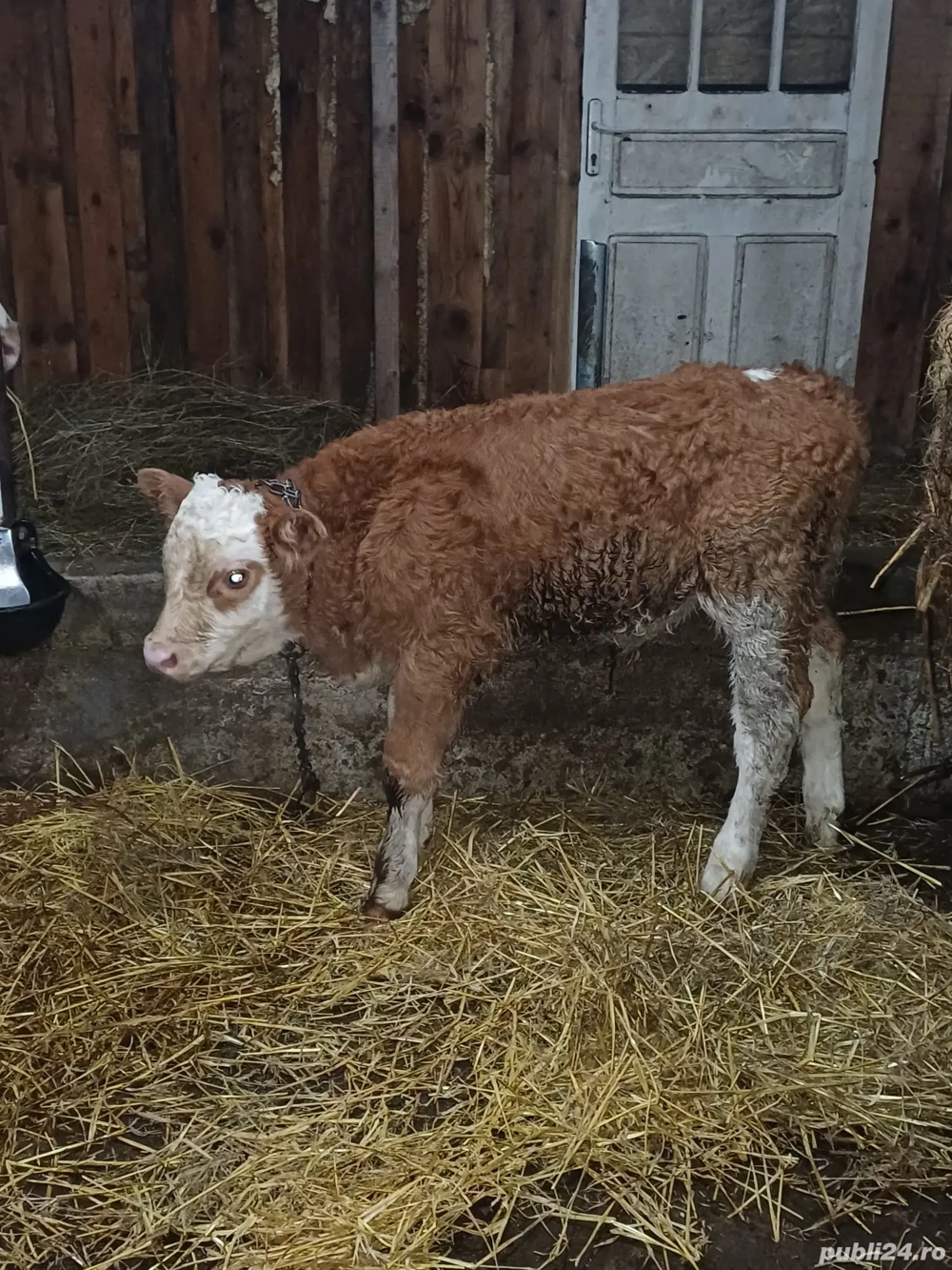 Vind taurasi baltata romăneasca Ludos - Animale