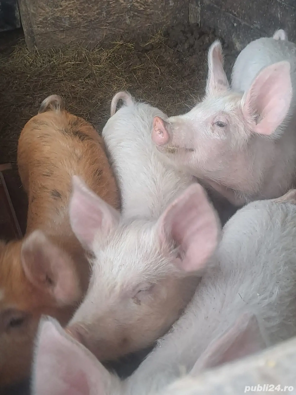 Vand scrofițe marele alb cu duroc Balomir - Animale