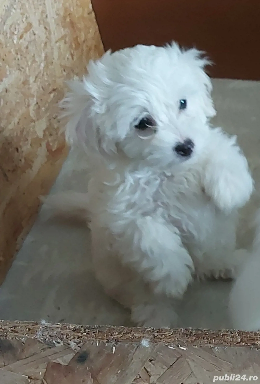 Vand pui bichon Frese cu Maltese Capud - Animale