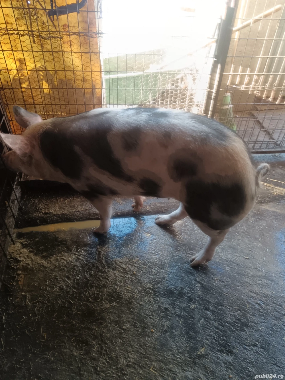 Vând purcea pentru reproducere Ramnicu Sarat - Animale