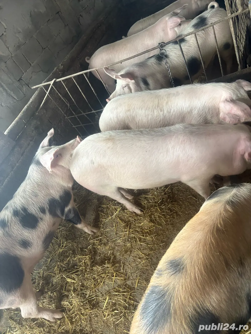 Vând porci intre 70-90 kg Timisoara - Animale
