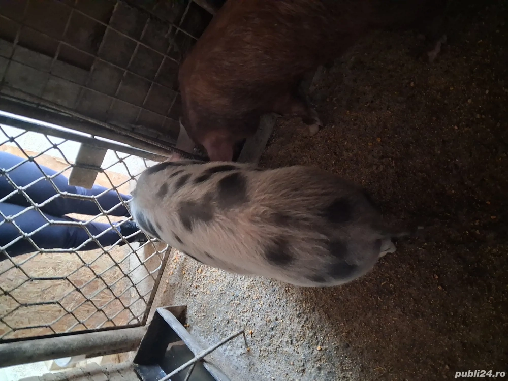 Vind purcea de 6 luni pt.reproductie pret 900 llei Bejan - Animale