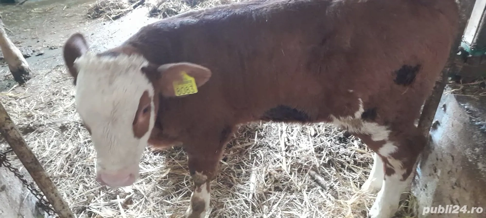 Vînd ce se vede Vadurele - Animale