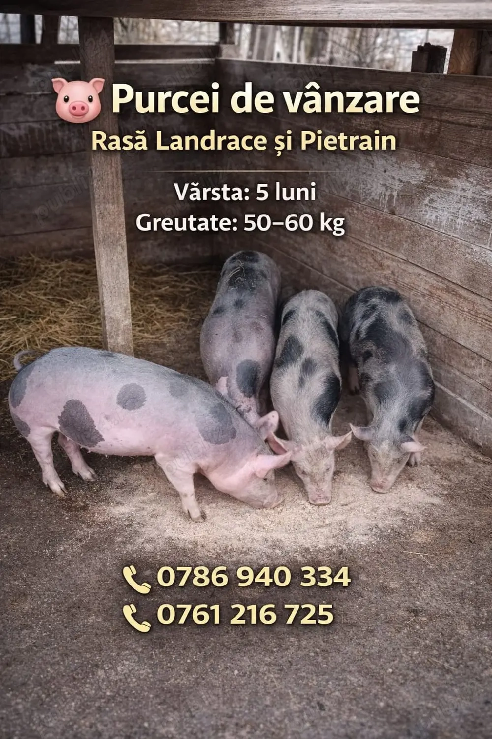 Purcei de vânzare Bratovoesti - Animale