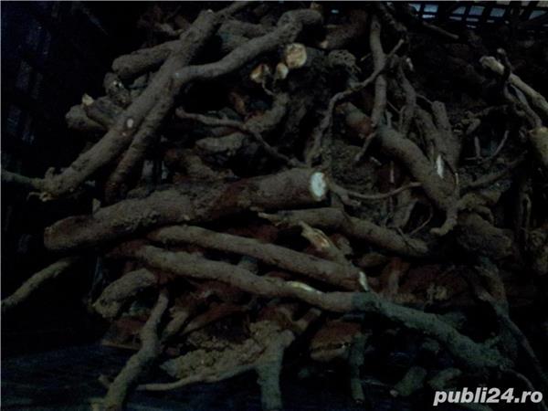 Drajoni paulownia tomentosa Sector 4 - Casa si gradina