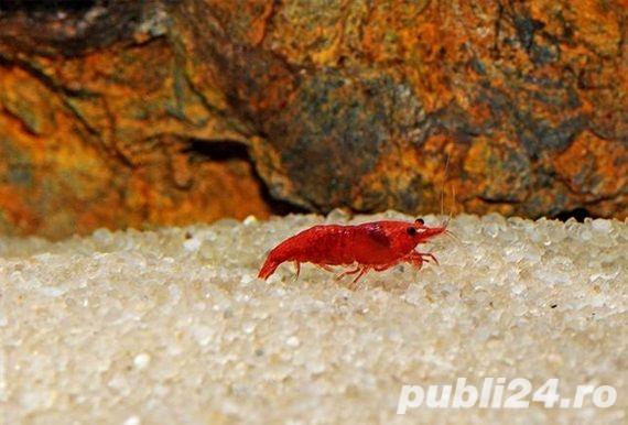 Creveti acvariu bloody mary Timisoara - Animale - Publi24.ro