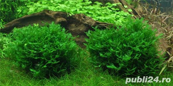 Monosolenium tenerum planta acvariu pesti creveti Timisoara - Animale