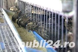 Cusca de prepelite ouatoare 90 cm 50 prepelite Satu Mare - Animale