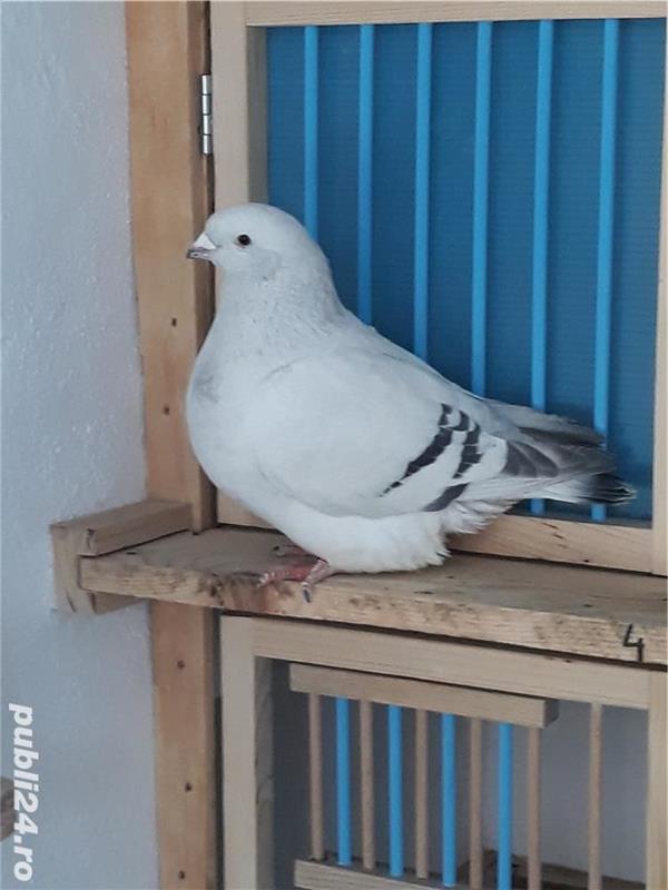 Vand porumbei standard sidefati. Gaesti - Animale - Publi24.ro