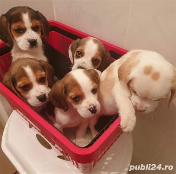 Pui de beagle tricolor si bicolor Oradea - Animale