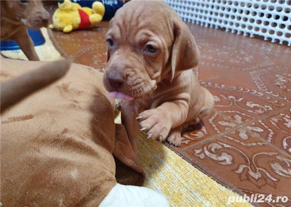 Pui de vijla vizsla viszla maghiara Oradea - Animale