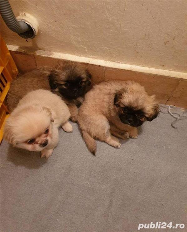 Pui de pechinez imperial Oradea - Animale