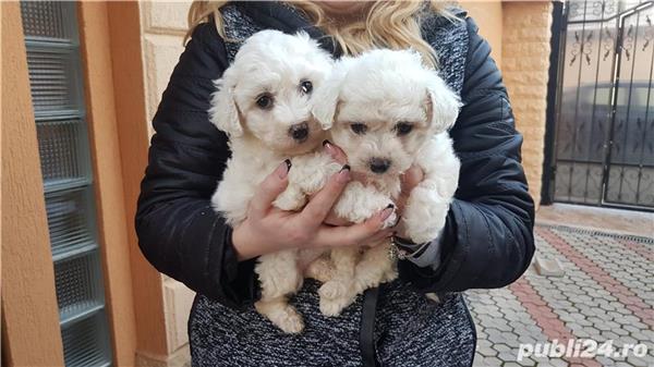 Pui Bichon Frise - BucuriaCasei Sector 1 - Animale - Publi24.ro