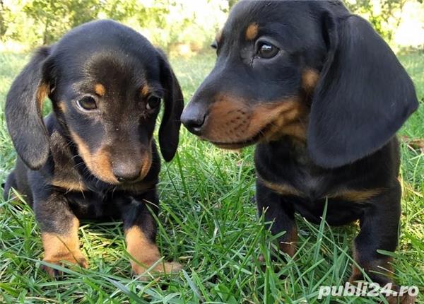Pui de teckel/tekel/techel Oradea - Animale - Publi24.ro