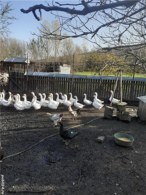 Vand gaste albe ,rațe mute curci negre,curcani negri. Ghindaoani - Animale