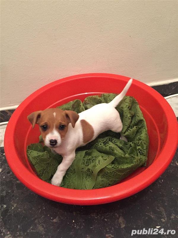 Jack Russel Terrier, rasa pură, par scurt Oradea - Animale - Publi24.ro