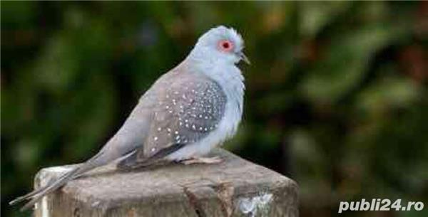 Pui turturele diamant Sector 4 - Animale