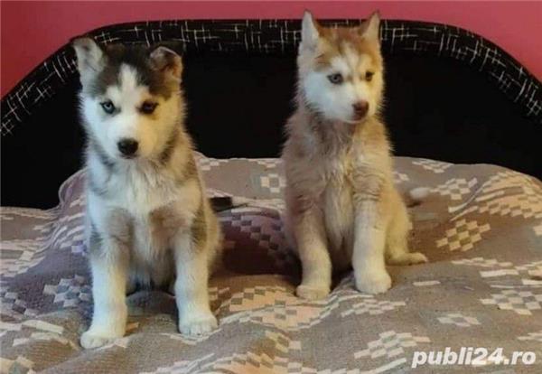 Pui de husky hasky siberian de vanzare diverse nuante!! Oradea - Animale