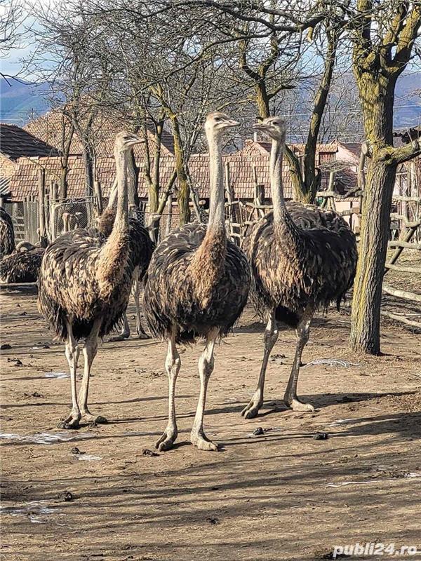 Struti de vanzare Hateg - Animale