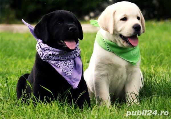 Labrador Retriever - rasa ideala pentru copii Brasov - Animale - Publi24.ro