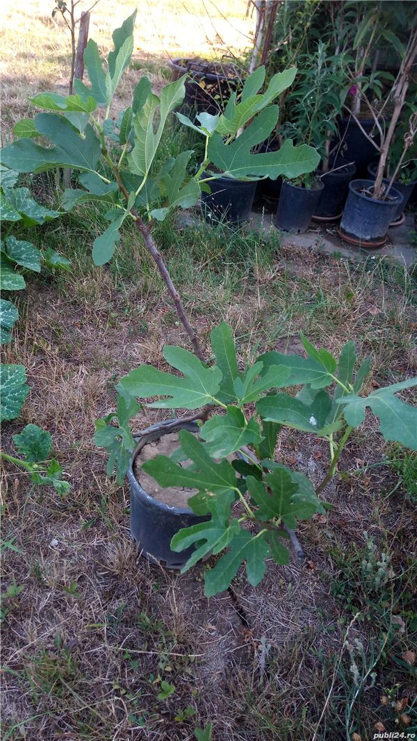 Plante de exterior :smochini pe rod,goji,smeurra si multe alte plantea ...