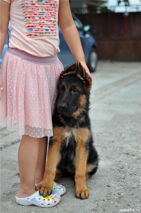 Ciobanesc German, genetic pur, factura fiscala, garantie, transport in ...