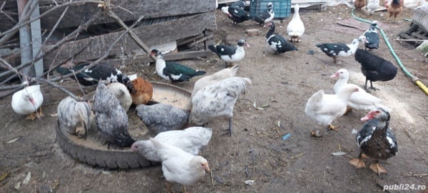 Gaini new Hampshire australorp ouatoare si rate mute Lipova - Animale