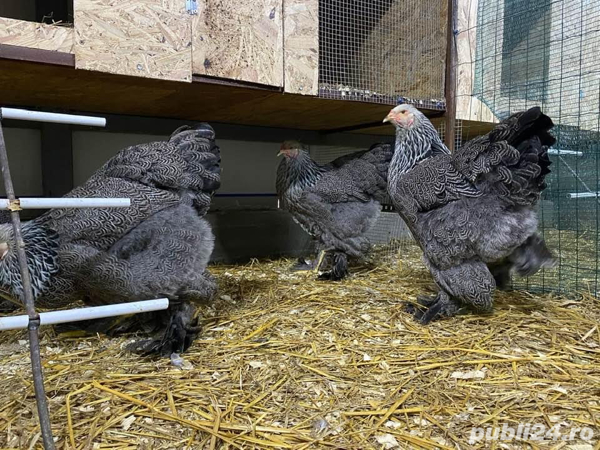 Oua de incubat de la gaini de rasa si pui zburati Brahma Vorwerk ...