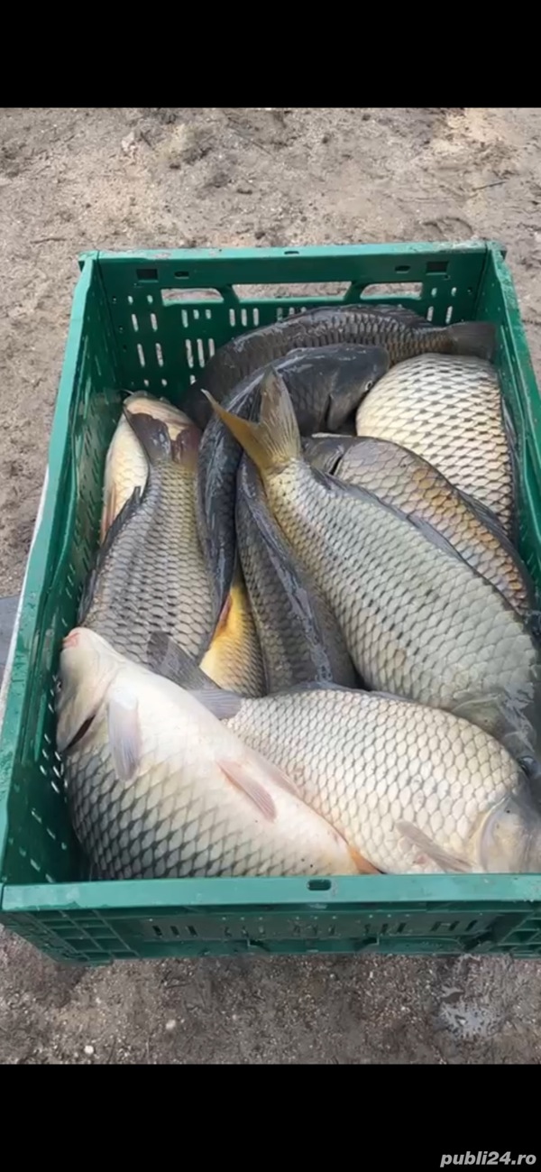 Crap Amur caras de vanzare puiet! Bistrita - Animale