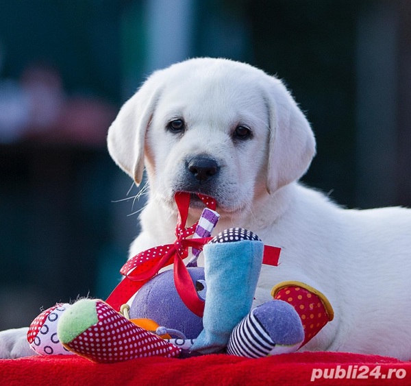 Labrador Retriever, par scurt, rasa ideală pentru copii Brasov - Animale