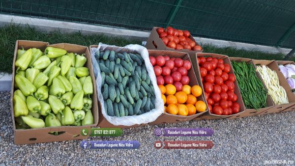Rasad rosii Rasaduri Legume ardei castraveti vinete salata tomate 2025 ...