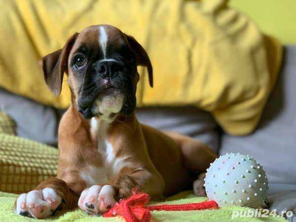 Boxer German, genetică deosebita, 2 luni, carnet, vaccin, deparazitare ...