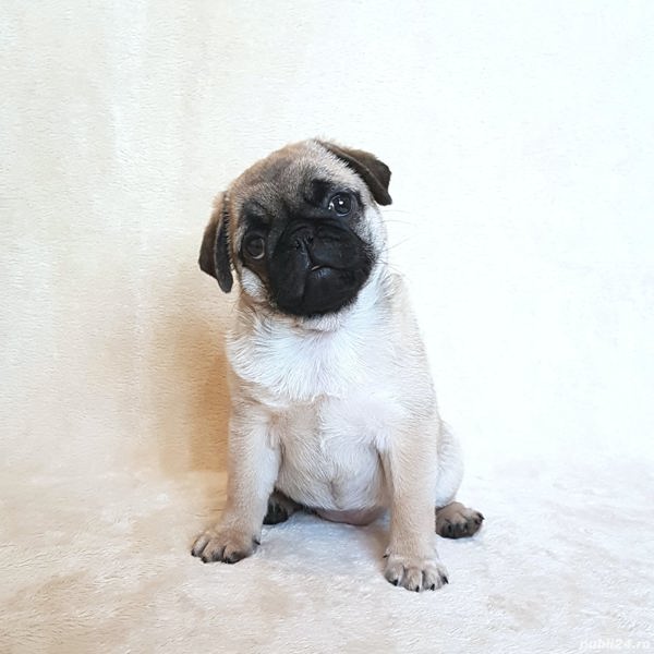 Pug Mops, par scurt, talie mică, mascul si femelă, 2 luni Timisoara ...