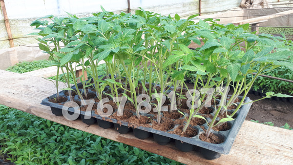 Rasaduri Legume Rasad Rosii Inima de bou Prekos Rila Ardei Vinete etc ...